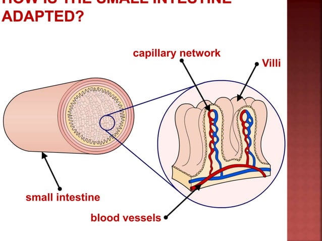 Lesson 13 diffusion | PPTX