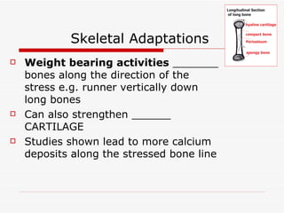 Lesson 13 responses and adaptations of the body systems | PPT