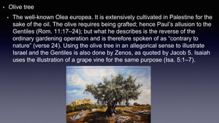 Lesson 13 allegory of the olive tree | PPTX