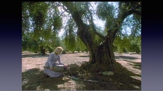 Lesson 13 allegory of the olive tree | PPTX