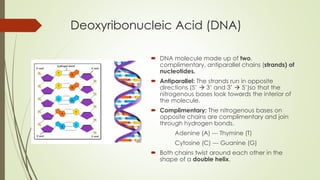 Lesson 13 The DNA molecule | PPT