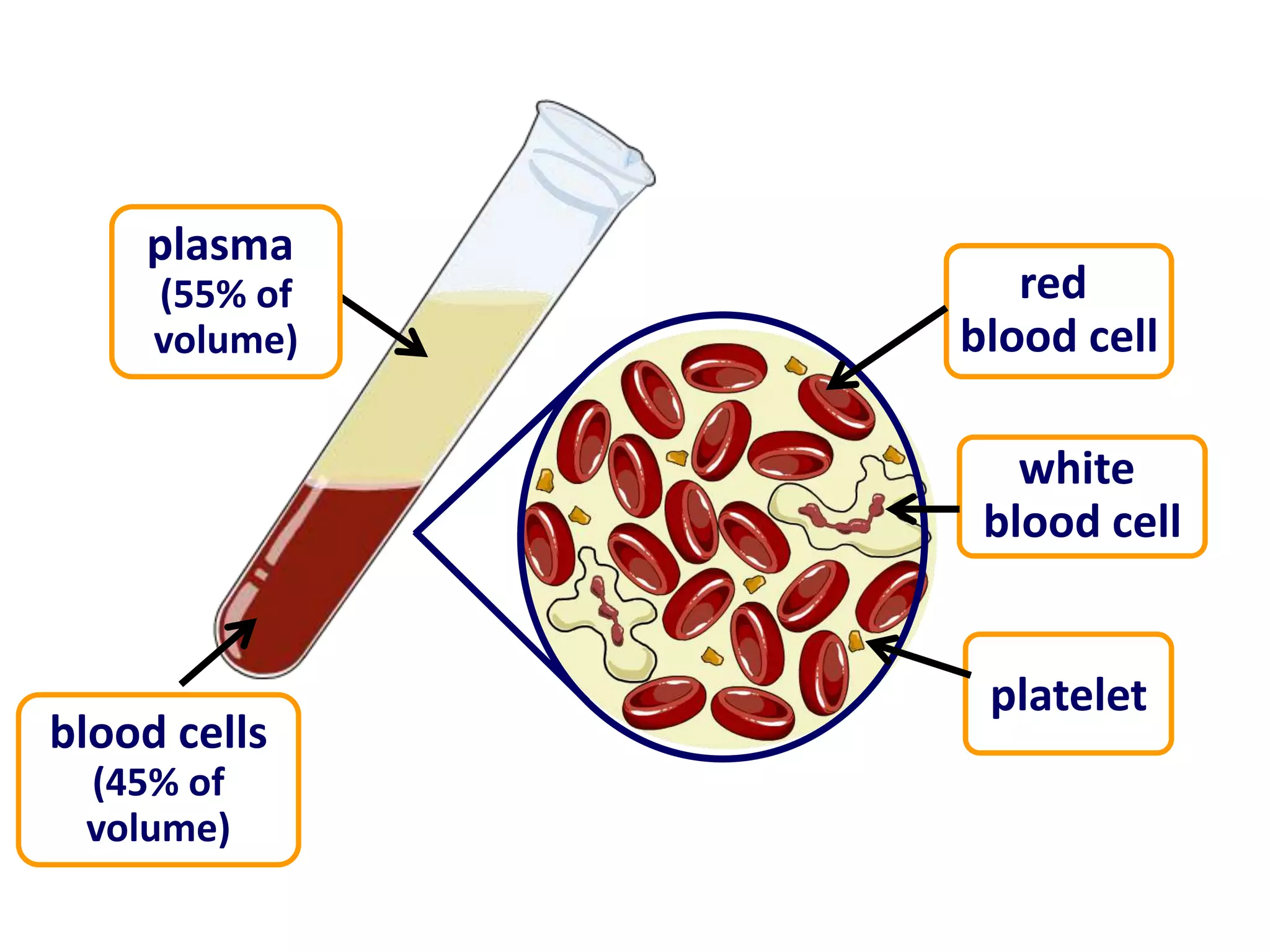 Mrs Abrey Lesson 14 blood | PPTX