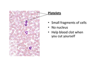 Mrs Abrey Lesson 14 blood | PPTX