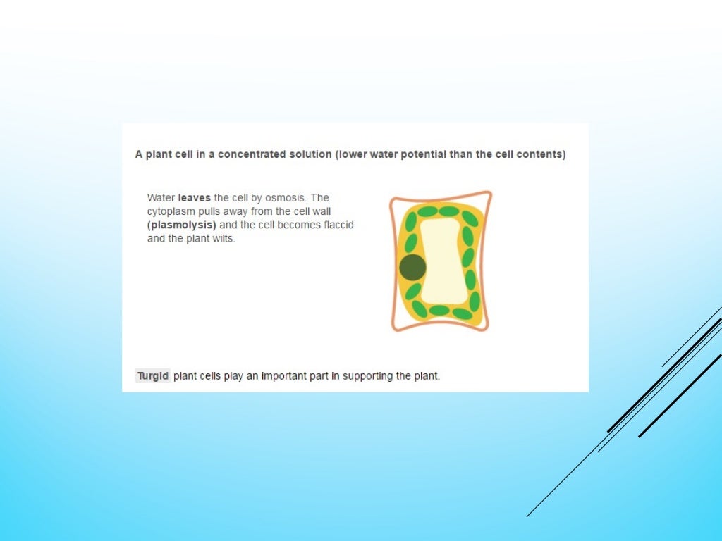 Osmosis Definition Examples Video Lesson Transcript