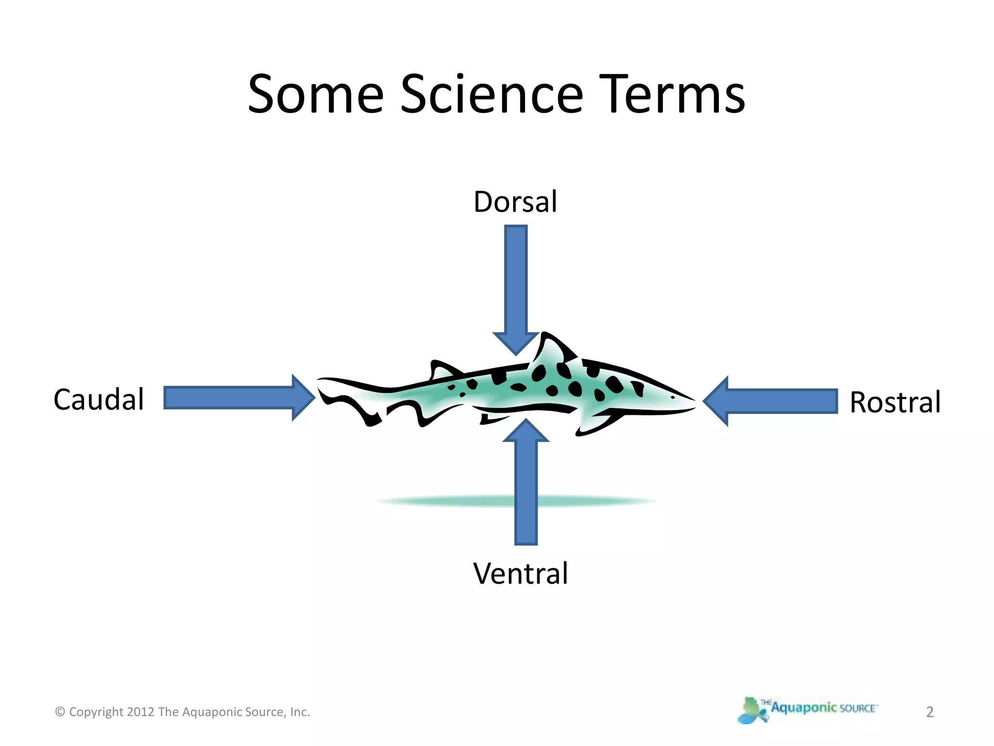 Lesson 14 parts of fish power point | PPTX | Fish and Aquariums | Pets