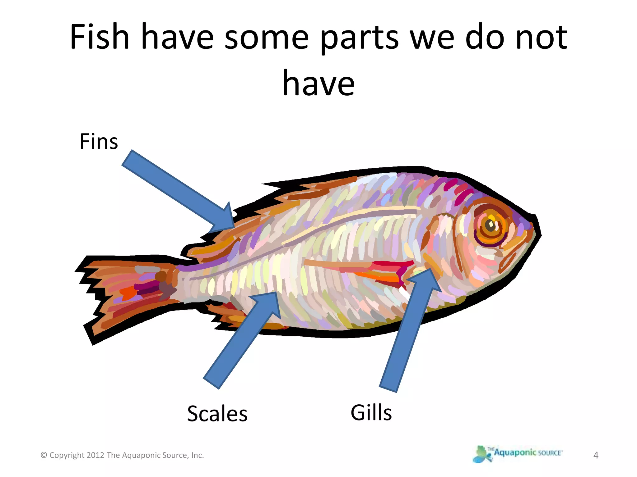 Lesson 14 parts of fish power point | PPTX | Fish and Aquariums | Pets