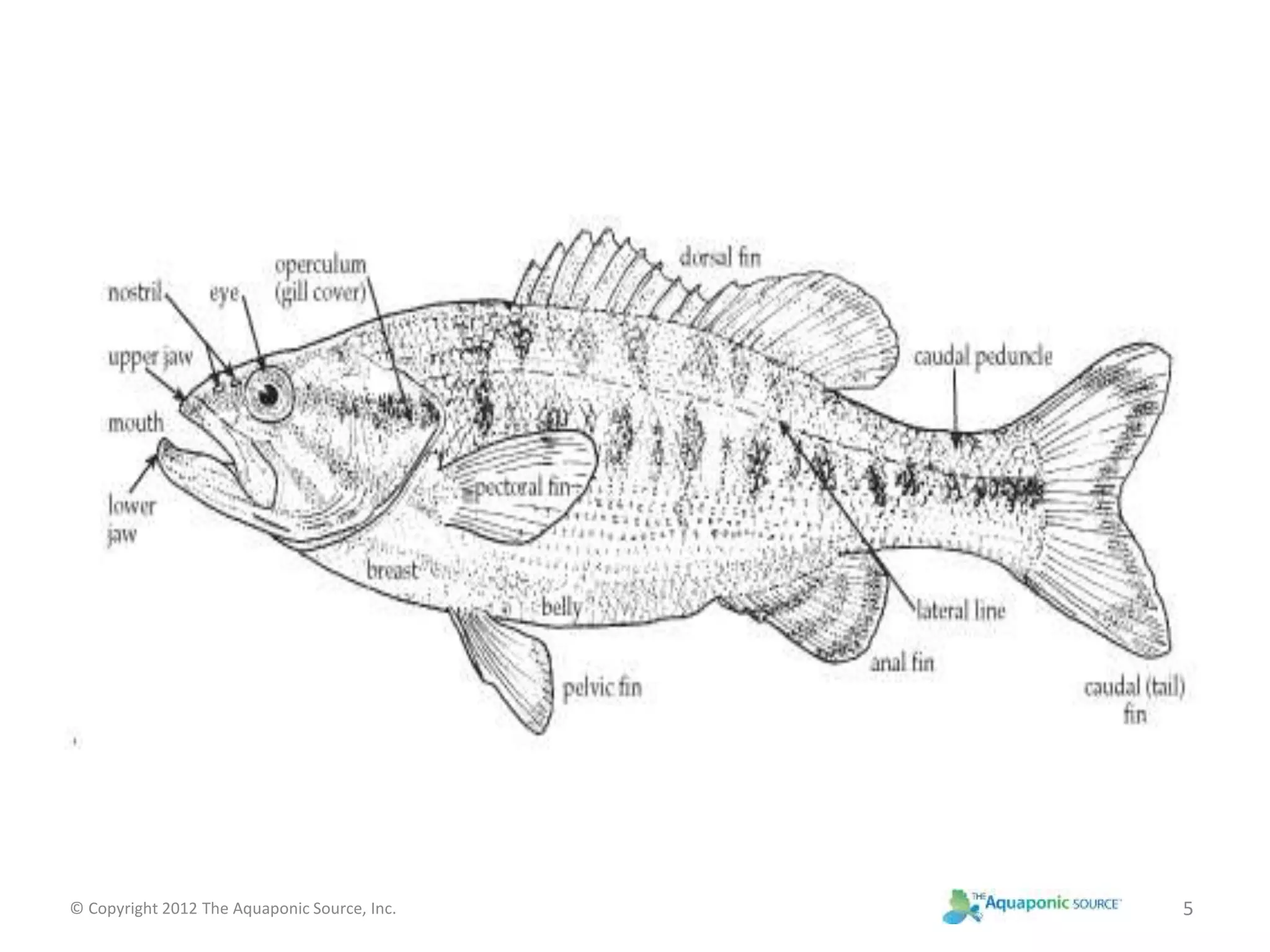 Lesson 14 parts of fish power point | PPTX | Fish and Aquariums | Pets