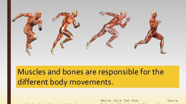 Lesson 14 Bones and Muscles