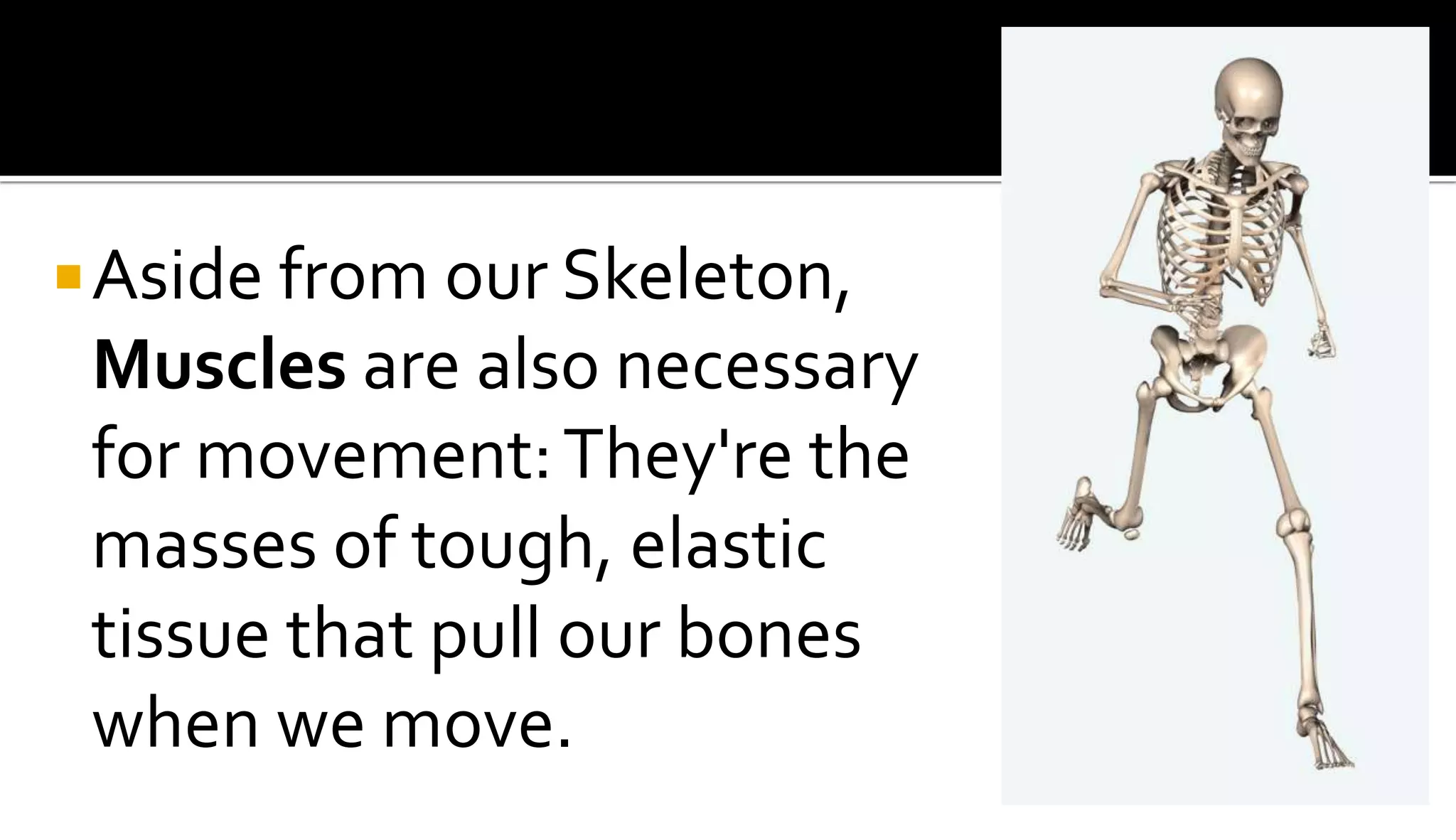 Lesson 14 Bones and Muscles ACTIVITY 2.pptx