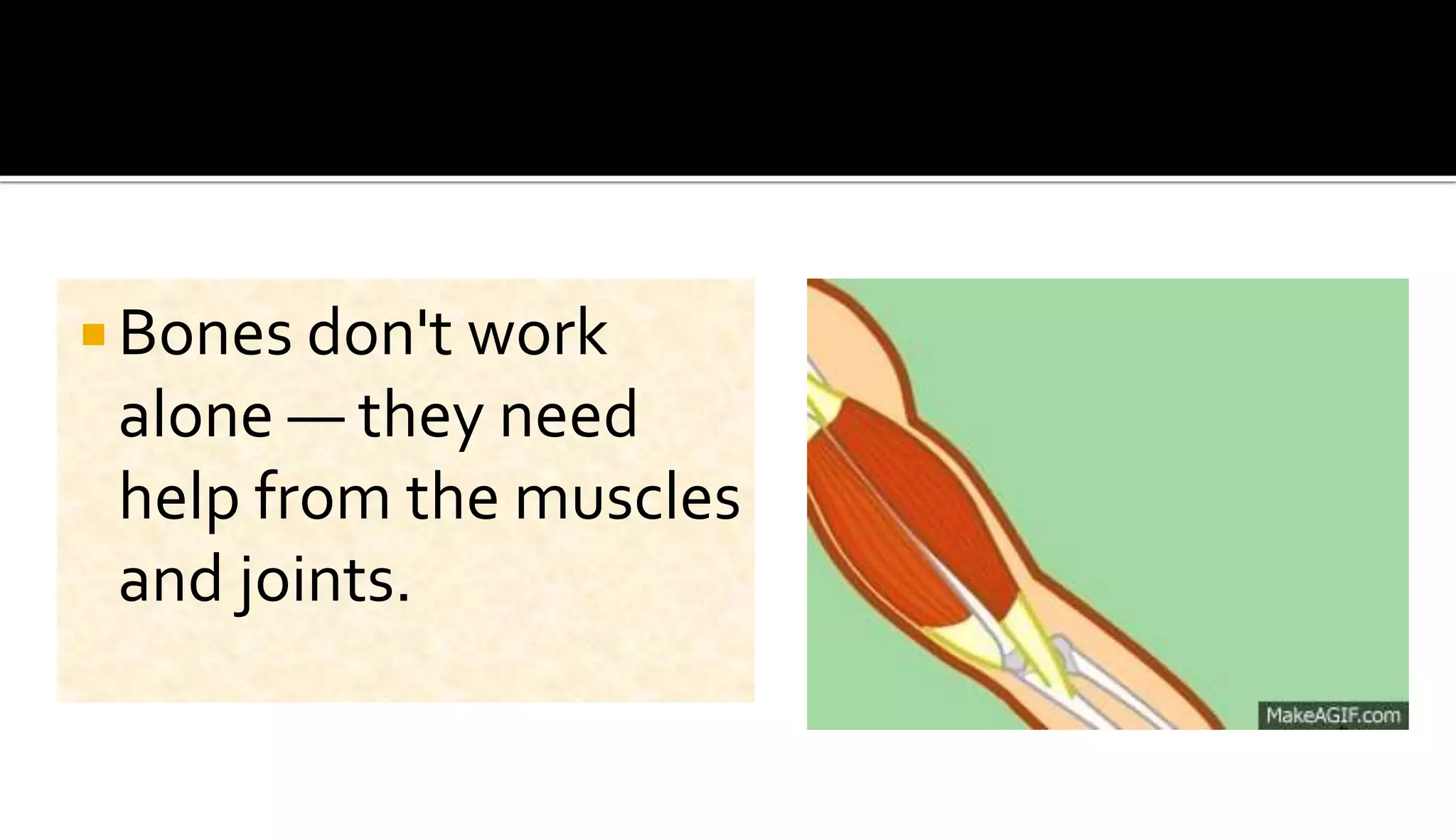 Lesson 14 Bones and Muscles ACTIVITY 2.pptx