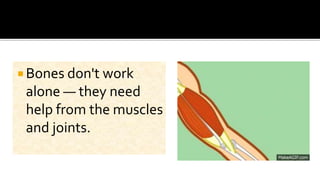 Lesson 14 Bones and Muscles ACTIVITY 2.pptx