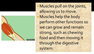 Lesson 14 Bones and Muscles ACTIVITY 2.pptx
