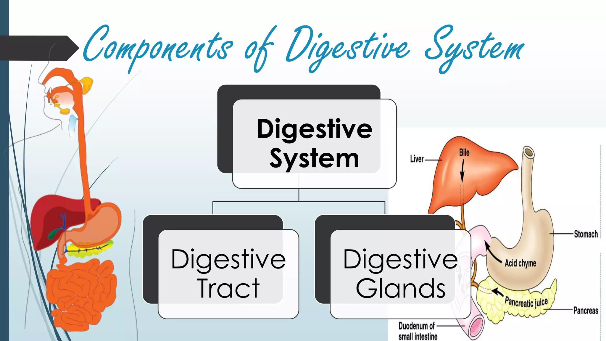 Lesson 14 digestive, circulatory, lymphatic and respiratory system | PPT
