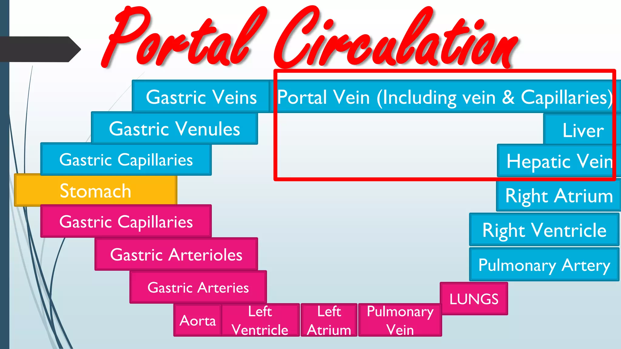 Lesson 14 digestive, circulatory, lymphatic and respiratory system | PPT