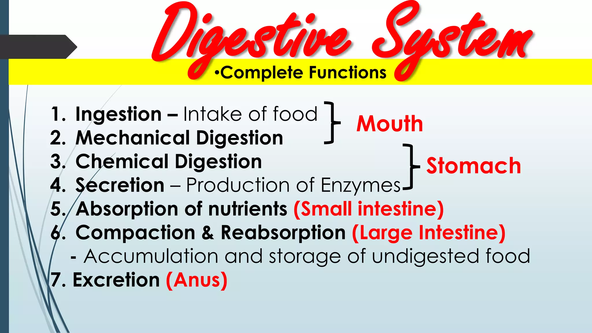Lesson 14 digestive, circulatory, lymphatic and respiratory system | PPT