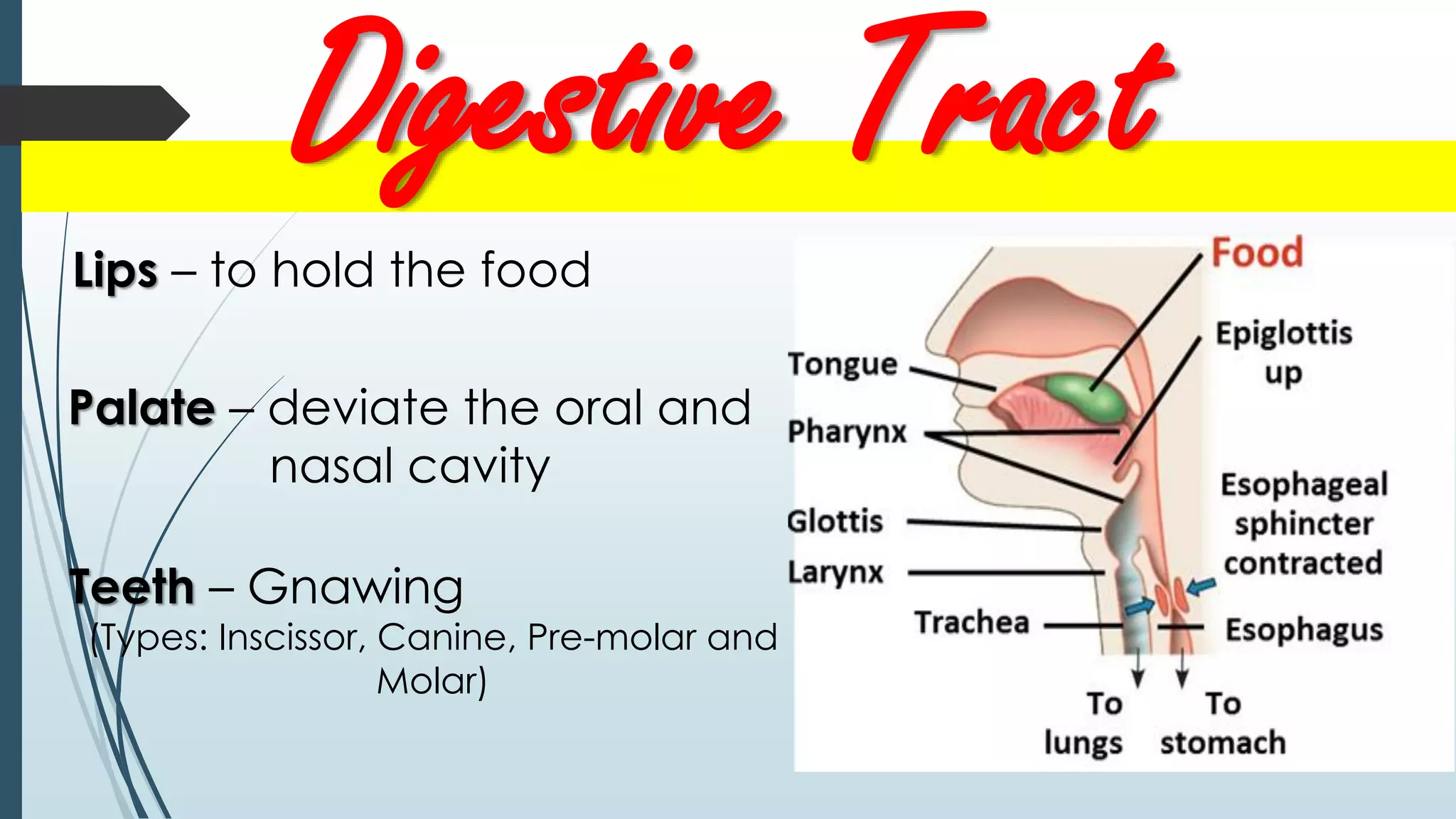 Lesson 14 digestive, circulatory, lymphatic and respiratory system | PPT