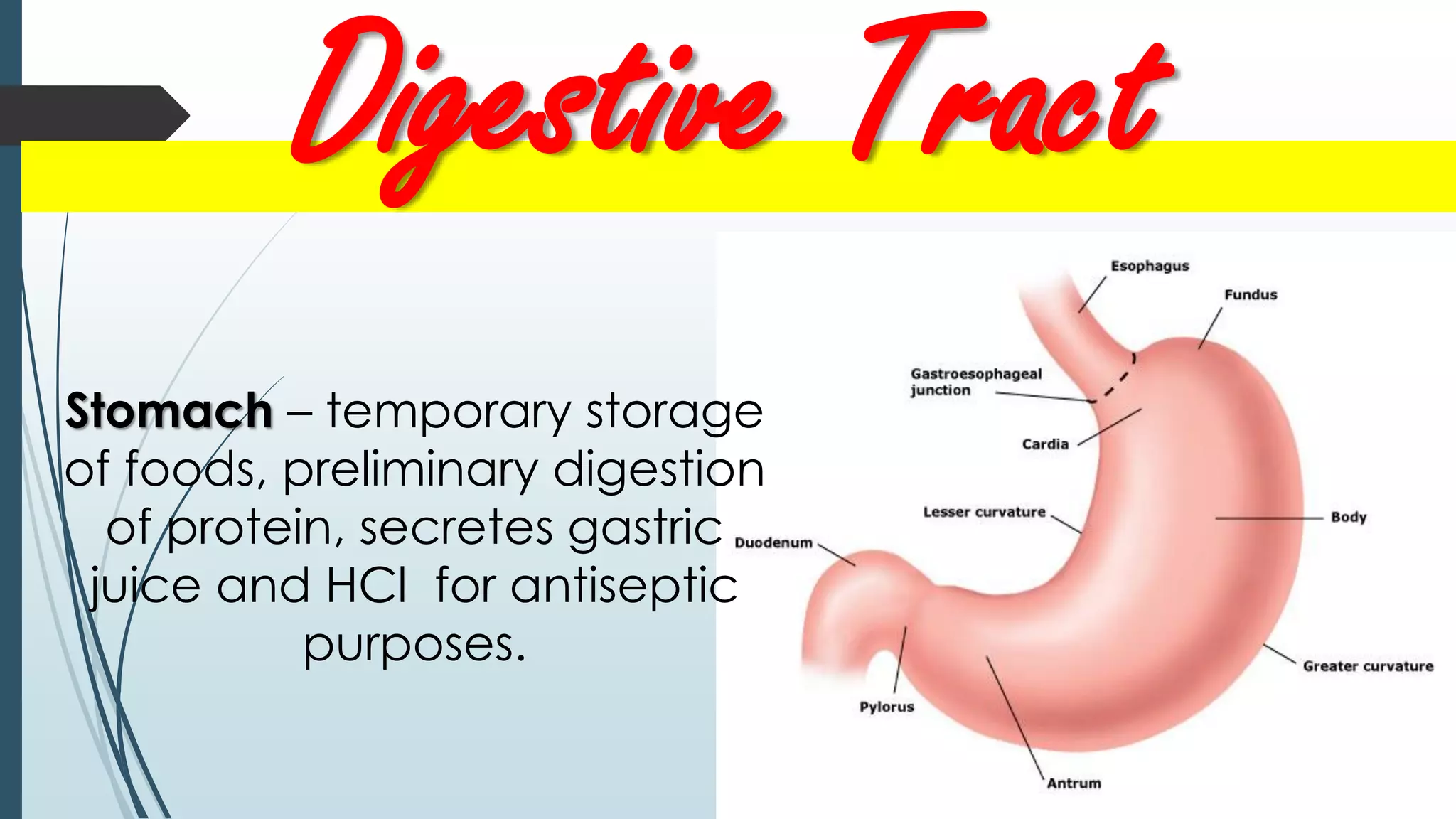 Lesson 14 digestive, circulatory, lymphatic and respiratory system | PPT