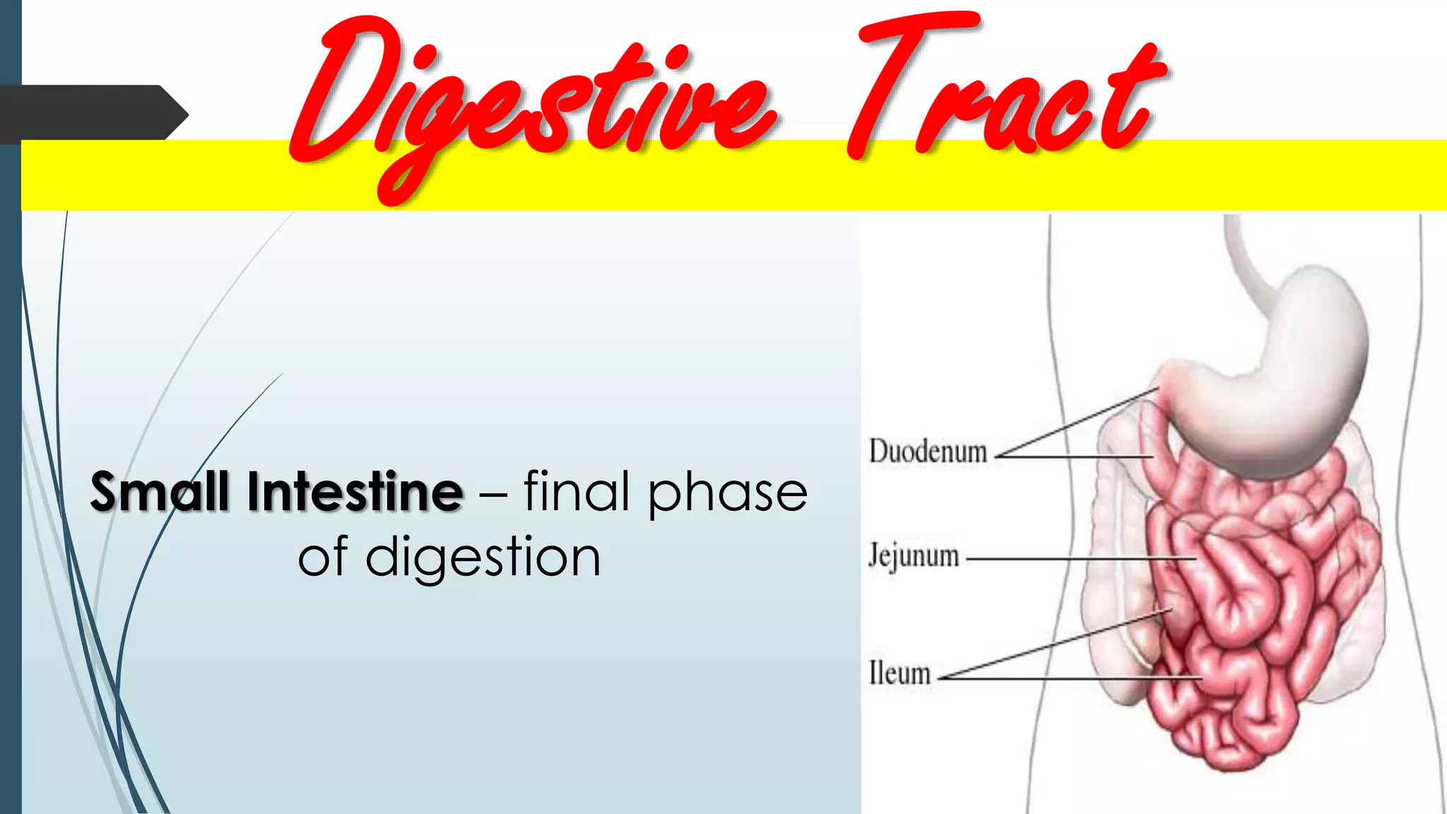 Lesson 14 digestive, circulatory, lymphatic and respiratory system | PPT