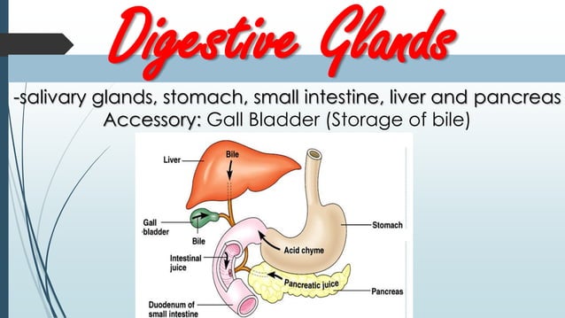 Lesson 14 digestive, circulatory, lymphatic and respiratory system | PPT