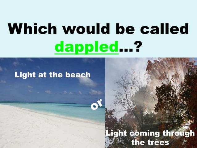 Lesson 14 twigg vocab rainforest babies | PPTX