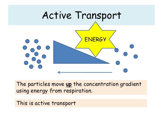 Lesson 15 active-transport