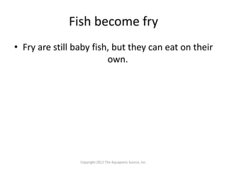 Lesson 15 fish life cycle | PPTX