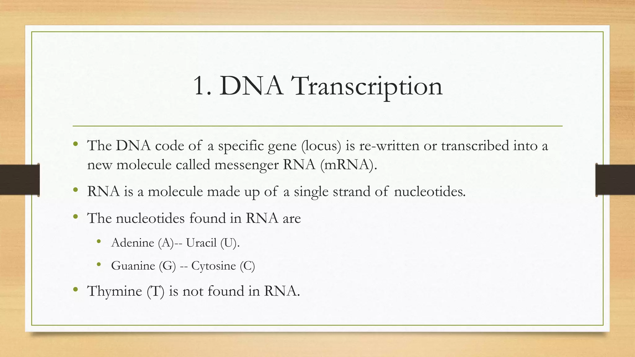 Lesson 15 Protein synthesis | PPT | Free Download