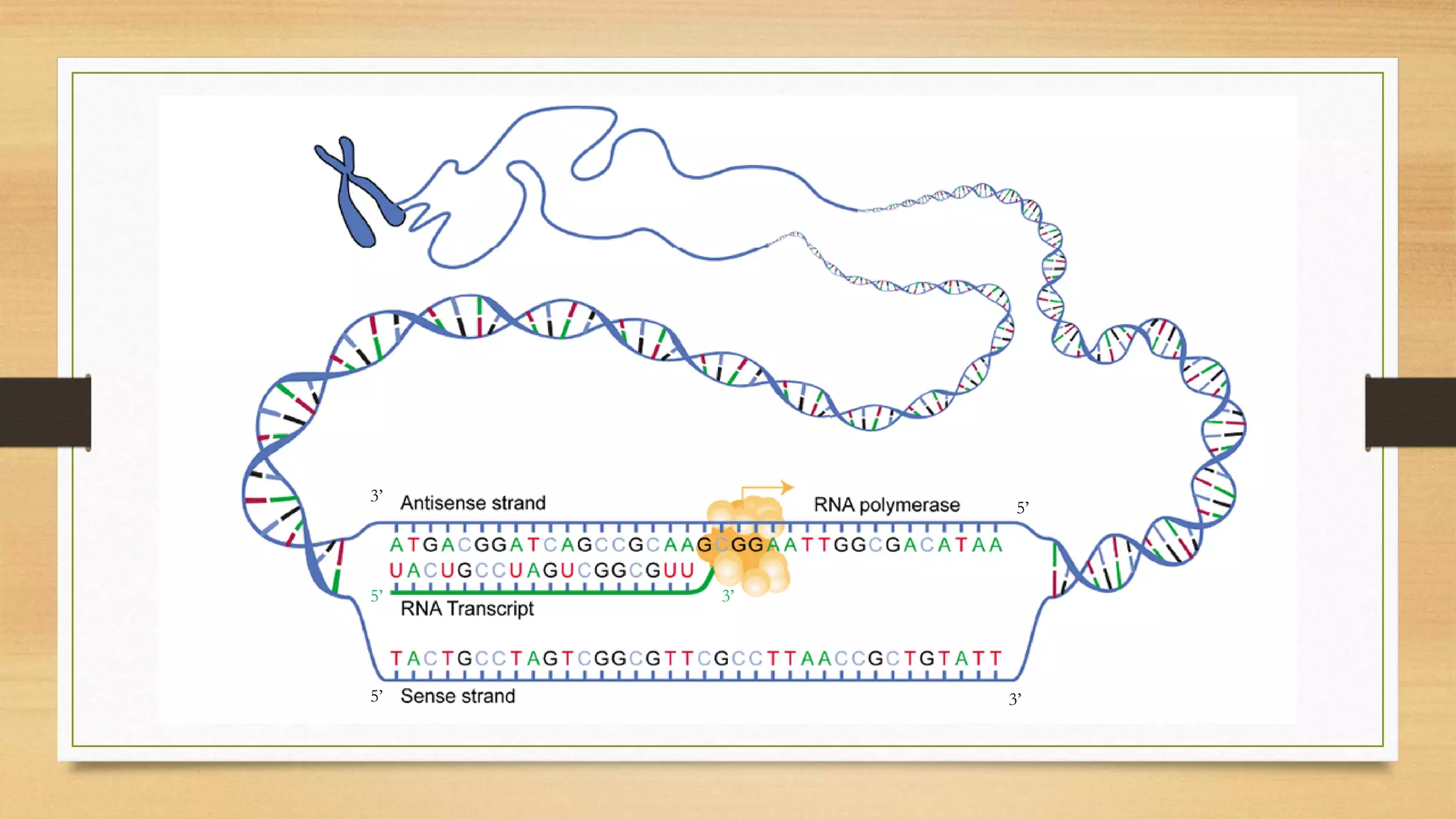 Lesson 15 Protein synthesis | PPT | Free Download