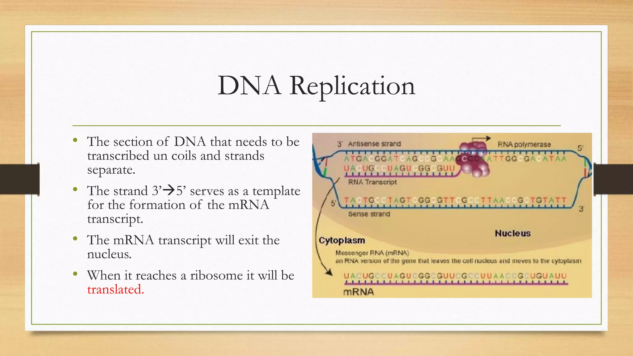 Lesson 15 Protein synthesis | PPT