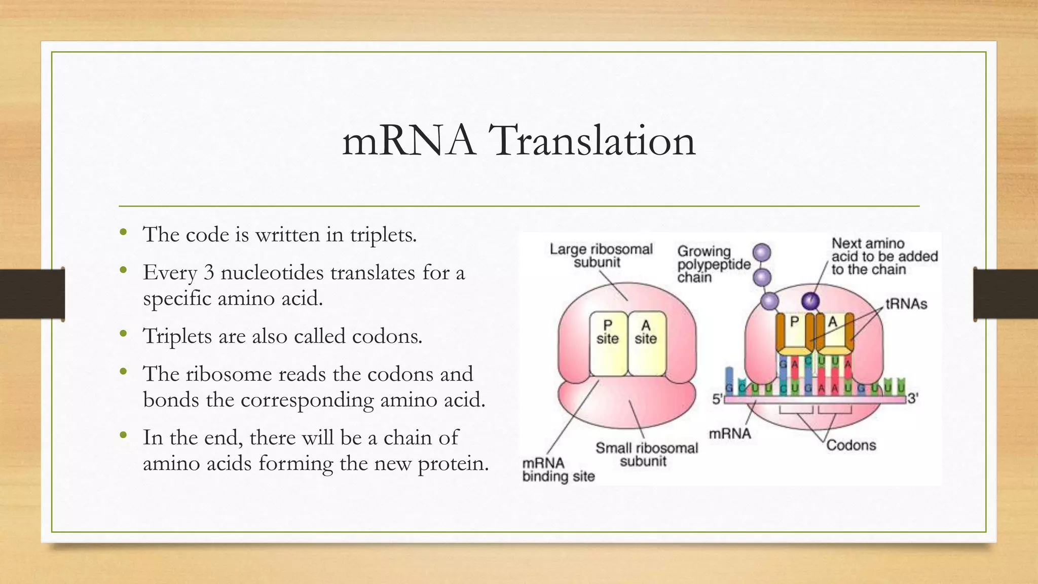 Lesson 15 Protein synthesis | PDF