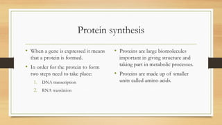 Lesson 15 Protein synthesis | PPT | Free Download