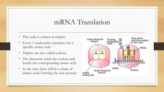 Lesson 15 Protein synthesis | PPT | Free Download