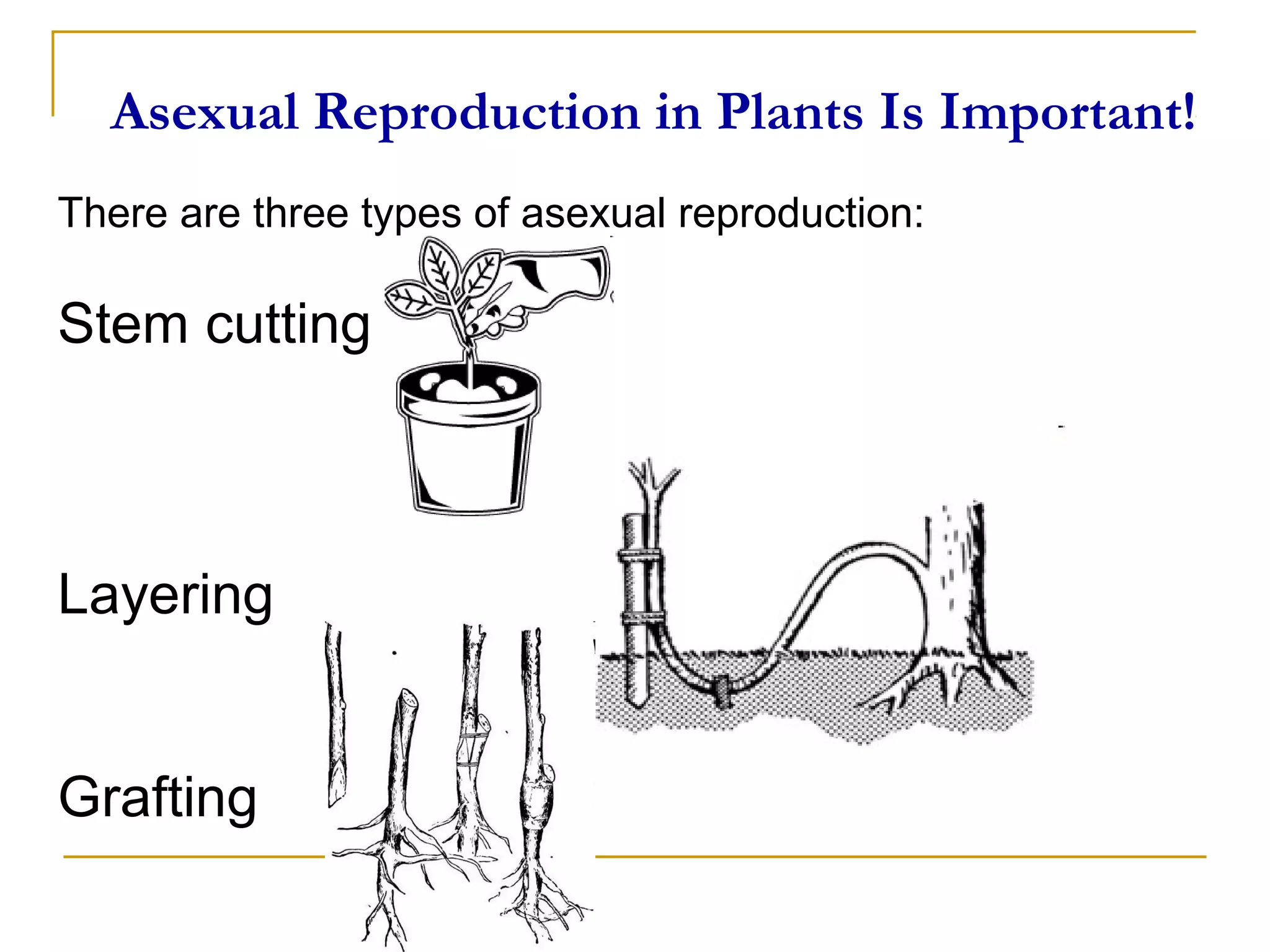 Lesson 15 reproduction from roots leaves and stems | PPT