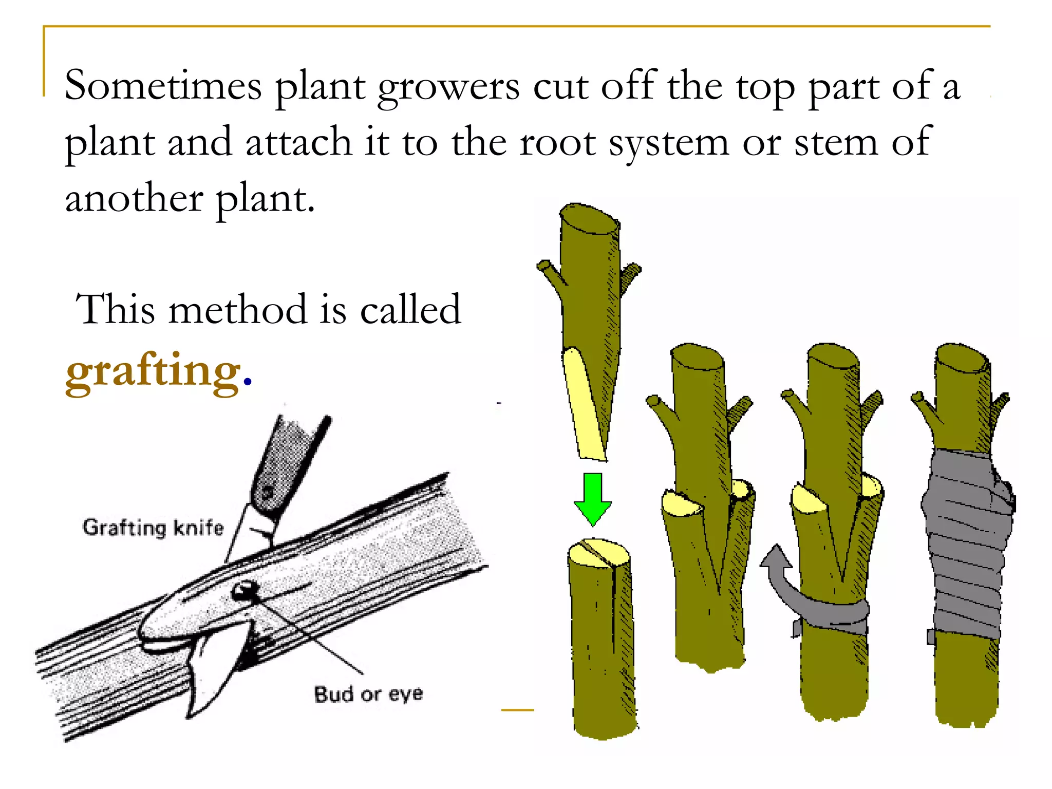 Lesson 15 reproduction from roots leaves and stems | PPT