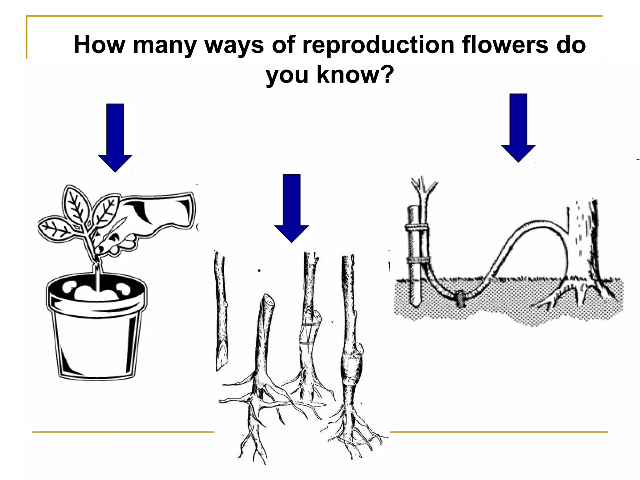 Lesson 15 reproduction from roots leaves and stems | PPT