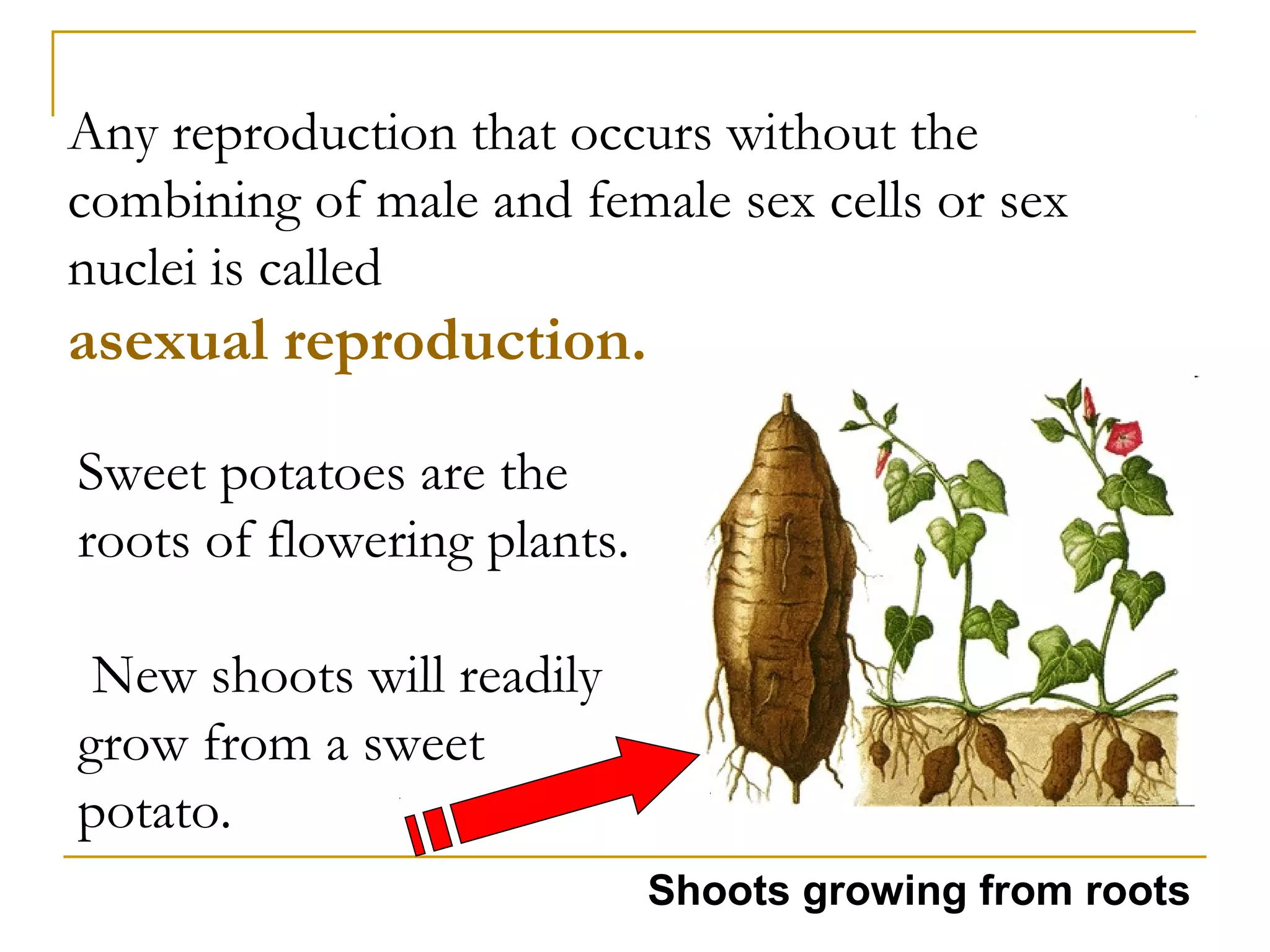 Lesson 15 reproduction from roots leaves and stems | PPT