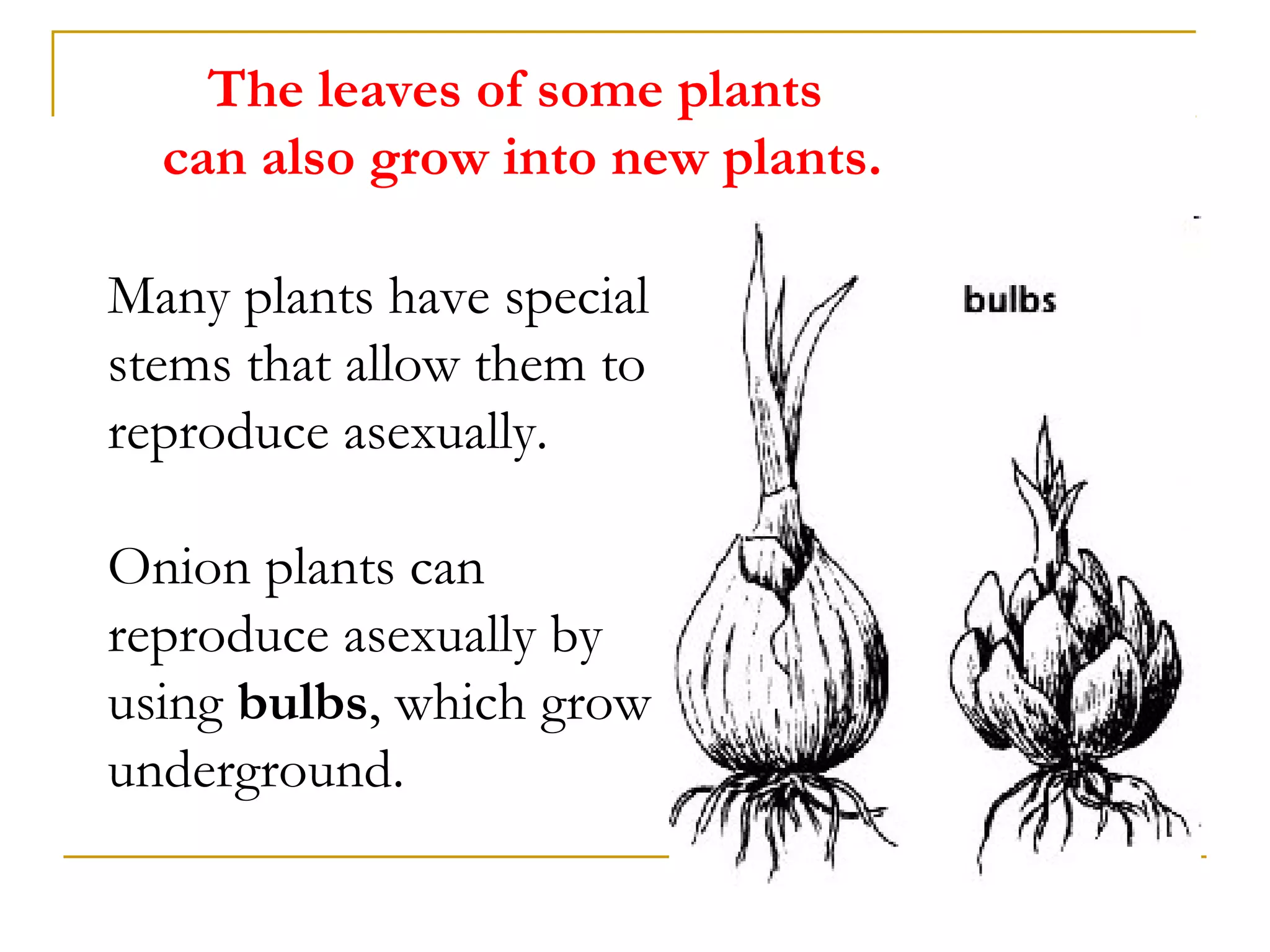 Lesson 15 reproduction from roots leaves and stems | PPT