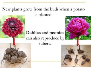 Lesson 15 reproduction from roots leaves and stems | PPT