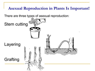 Lesson 15 reproduction from roots leaves and stems | PPT