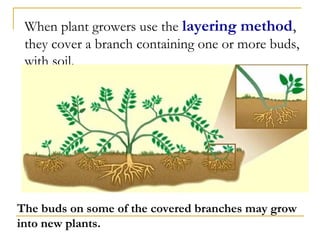 Lesson 15 reproduction from roots leaves and stems | PPT