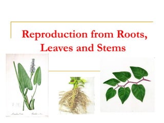 Lesson 15 reproduction from roots leaves and stems | PPT