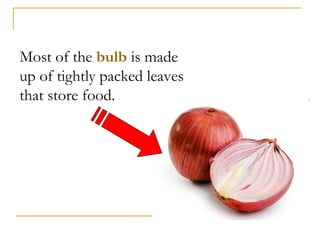 Lesson 15 reproduction from roots leaves and stems | PPT