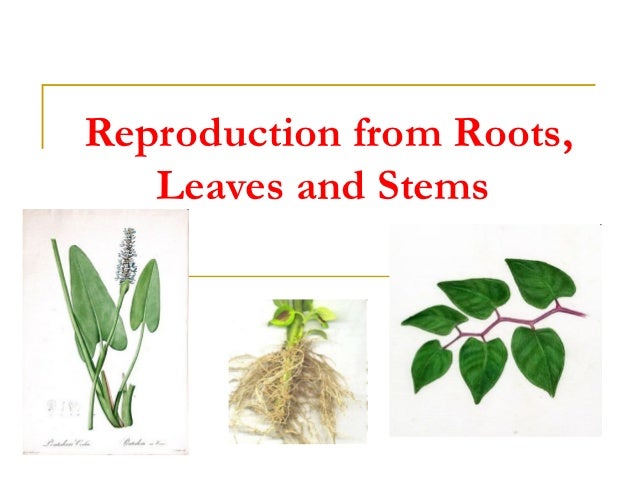 Lesson 15 reproduction from roots leaves and stems