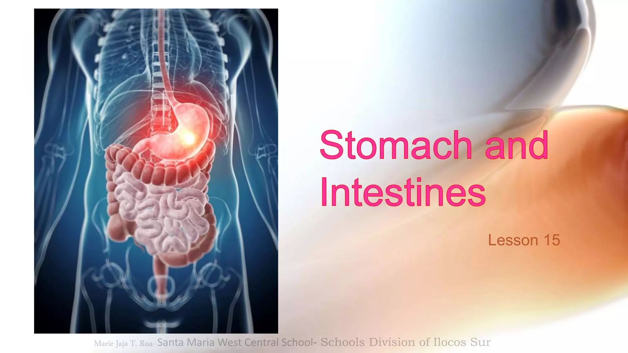 Lesson 15 stomach and intestines | PPTX