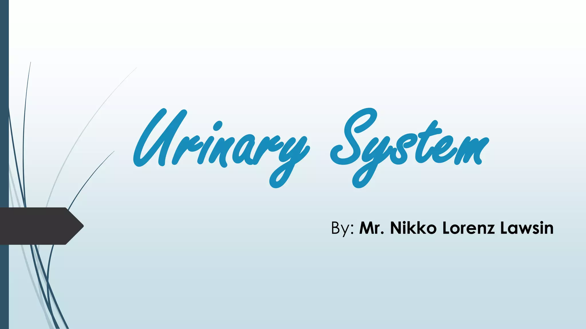 Lesson 15 urinary system | PDF | Chemistry | Science