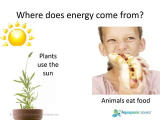 Lesson 16 fish metabolism | PPT