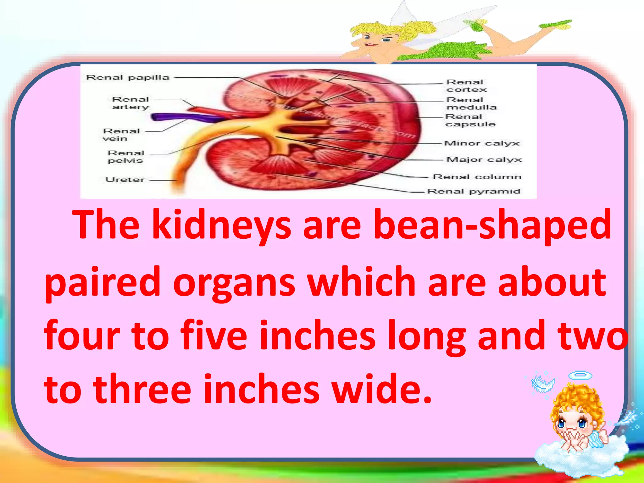 Lesson 16 what are the functions of the kidneys | PPTX