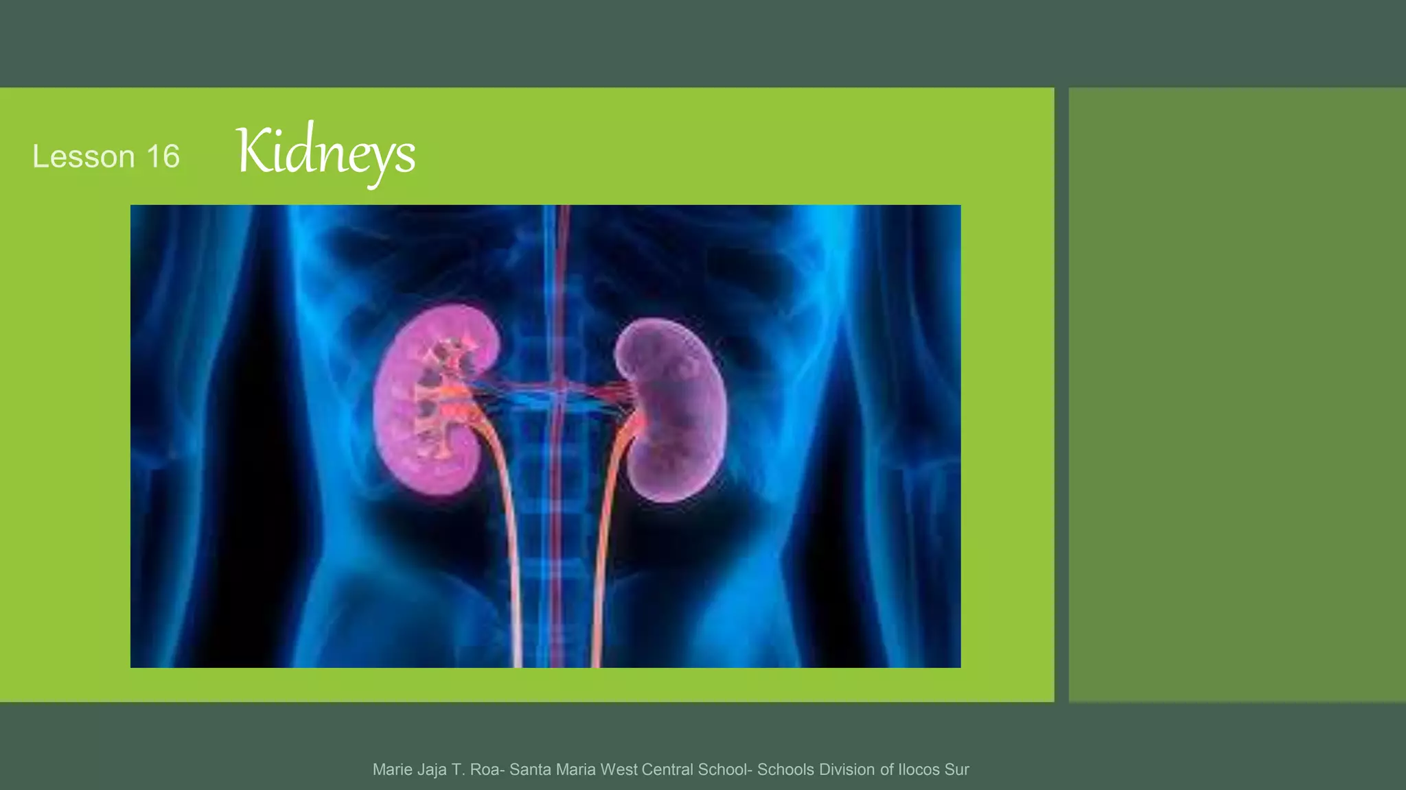 Lesson 16 kidneys | PPTX