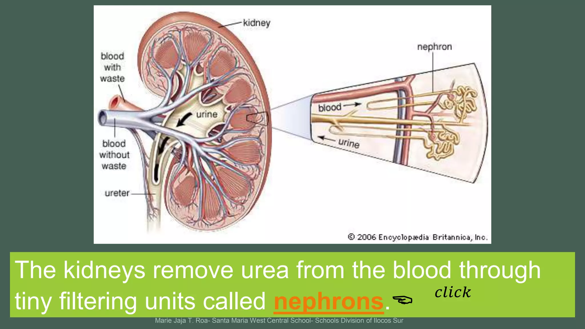 Lesson 16 kidneys | PPTX