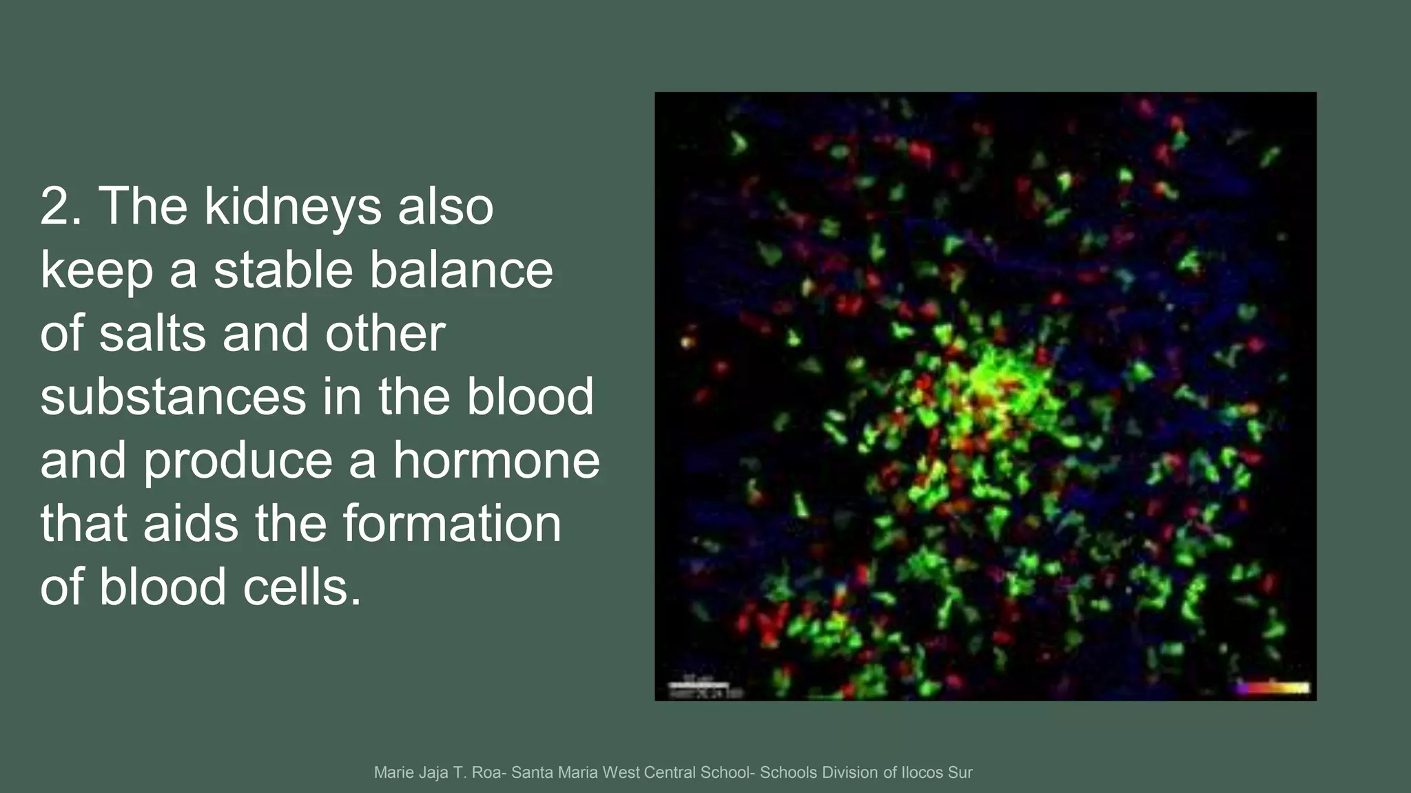 Lesson 16 kidneys | PPTX